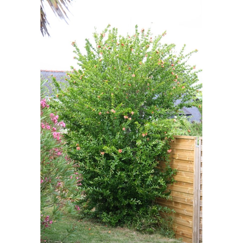 Punica granatum California Sunset - Grenadier à fleurs doubles panachées