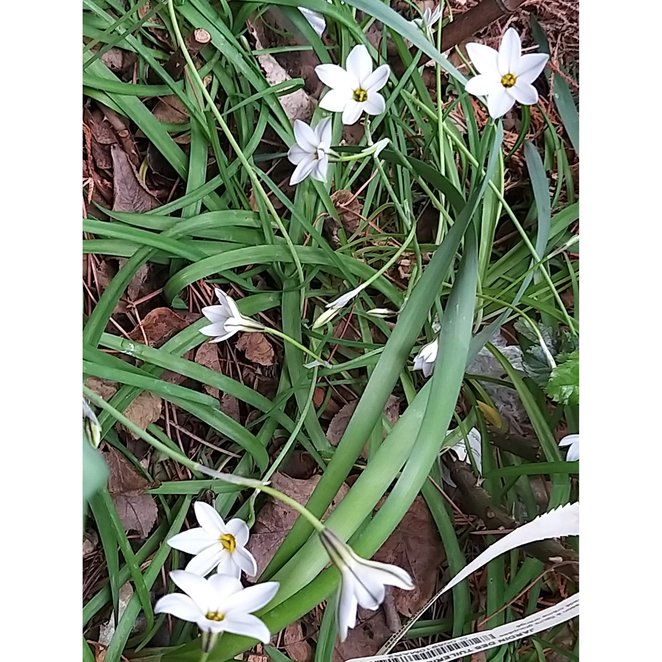 Ipheion uniflorum White Star - Etoile de printemps - un bulbe ...