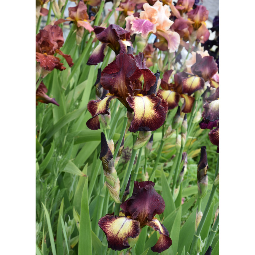 Iris germanica Provençal - Iris des Jardins rouge bordeaux et jaune ...