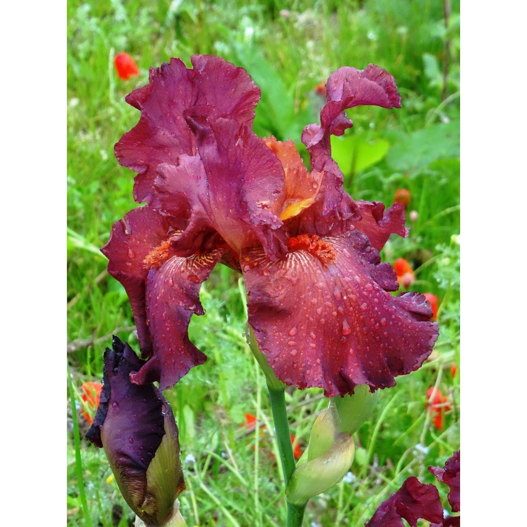 Iris germanica Lady Friend - Iris des Jardins framboise teinté d'orange