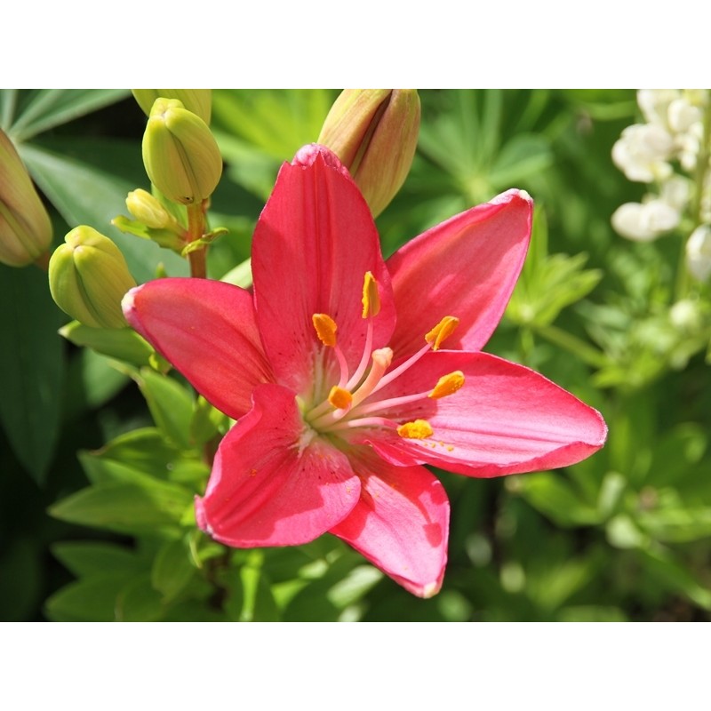 Lilium Foxtrot - Hybride de Lis asiatique - Lys - Variété hâtive ...