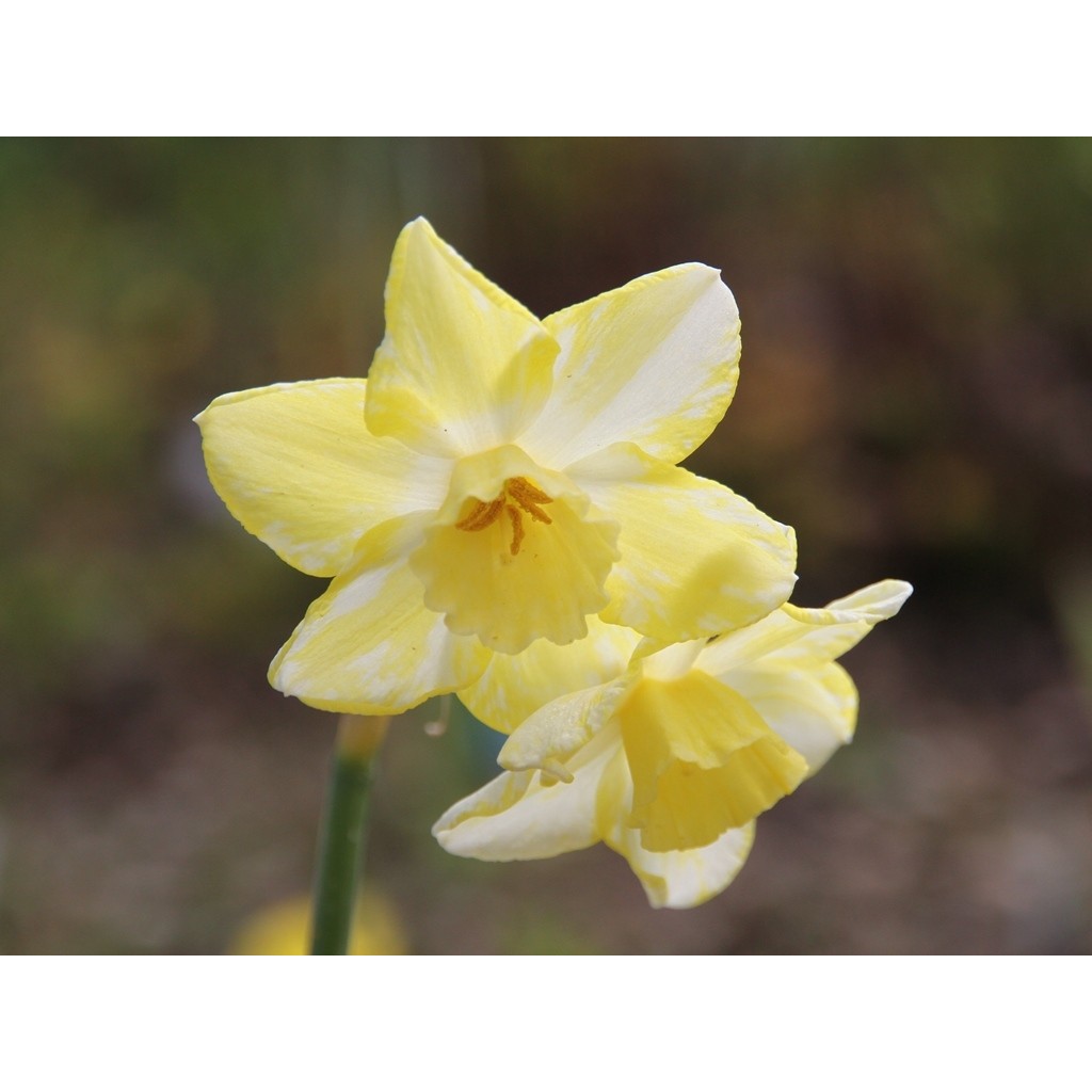 Narcisse pipit - Narcissus jonquilla