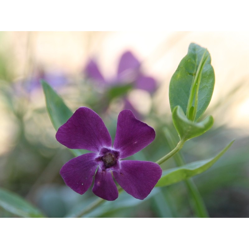 Pervenche - Vinca Minor Atropurpurea - Un couvre sol à jolies fleurs ...