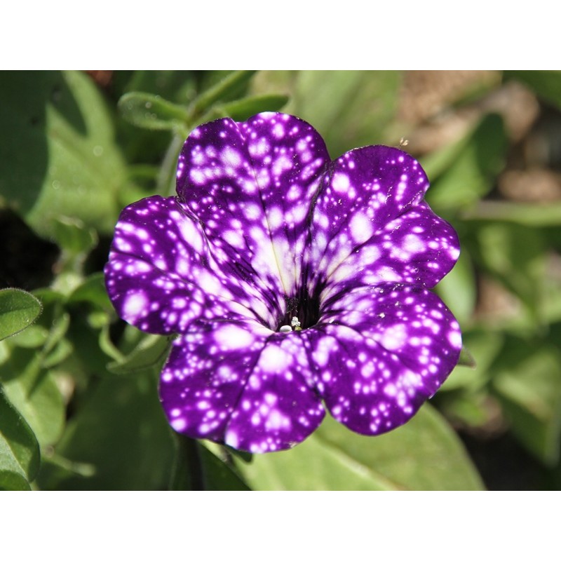 Petunia Night Sky - Pétunia semi-retombant, vigoureux, aux grandes ...