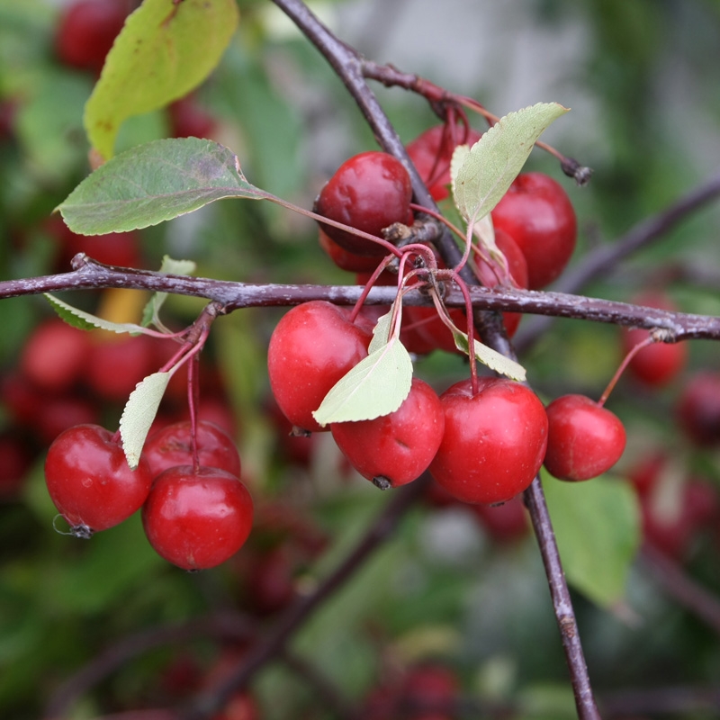 Malus Red Sentinel - Pommier d'ornement aux petits fruits rouge vif