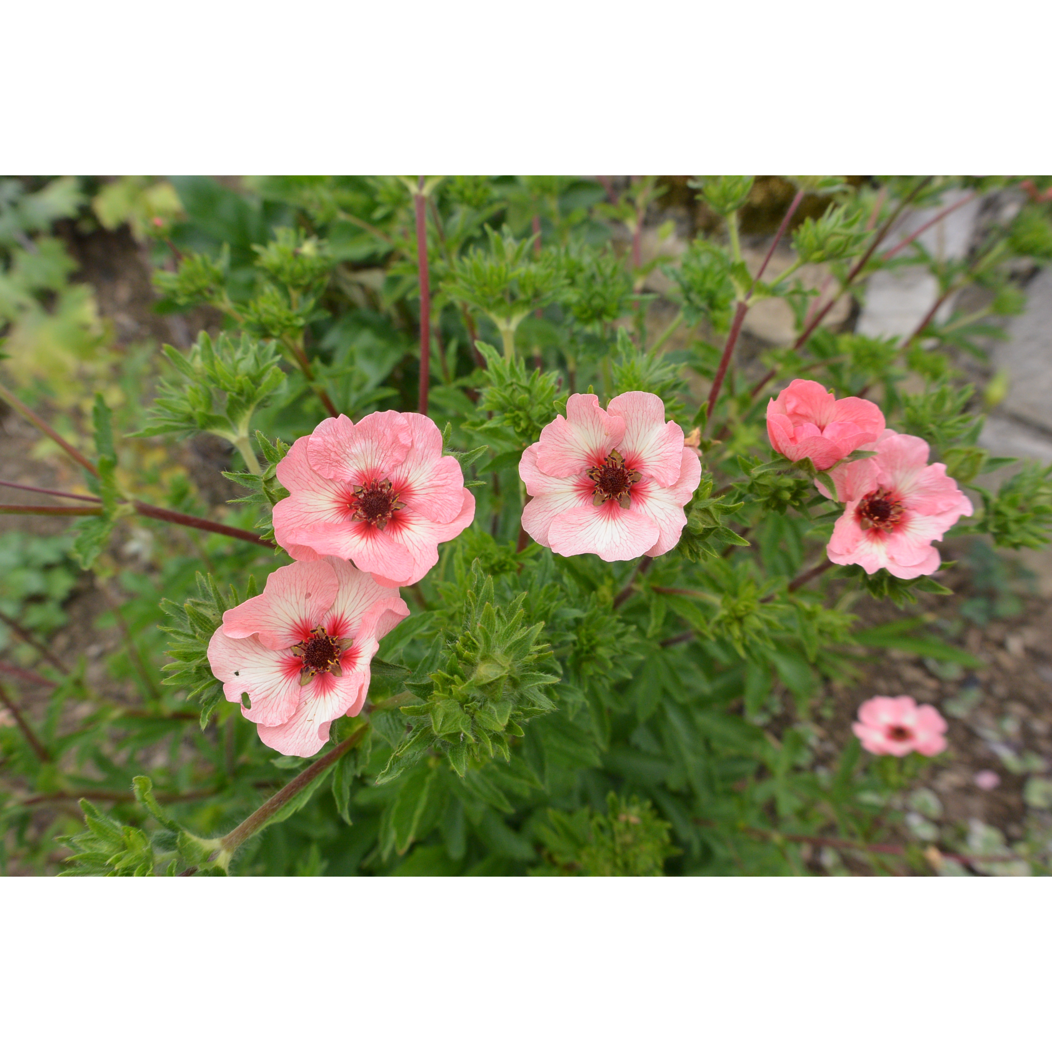 Potentilla hopwoodiana - Potentille - Une vivace aux charmantes fleurs ...