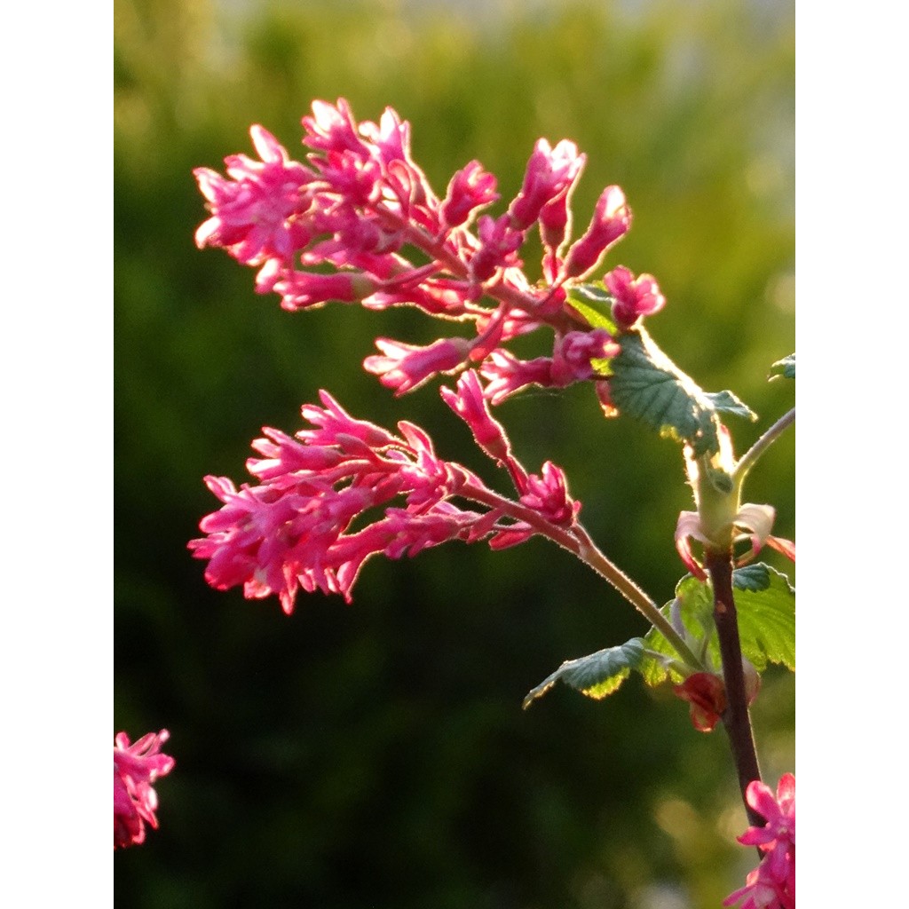 Ribes sanguineum - Groseillier à fleurs à petites fleurs rose carmin