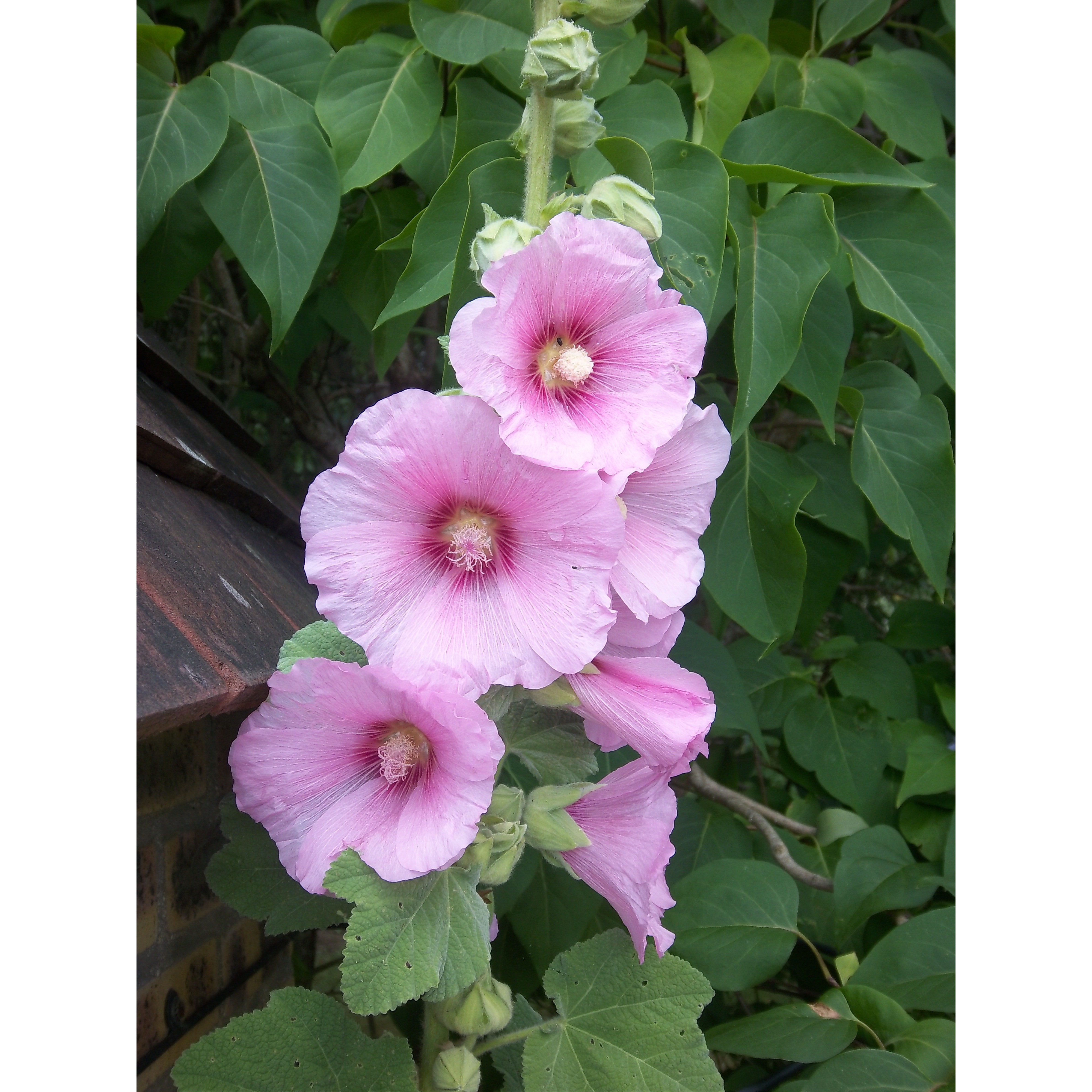 Rose Trémière en mélange - Alcea rosea simplex - Une vivace charmante