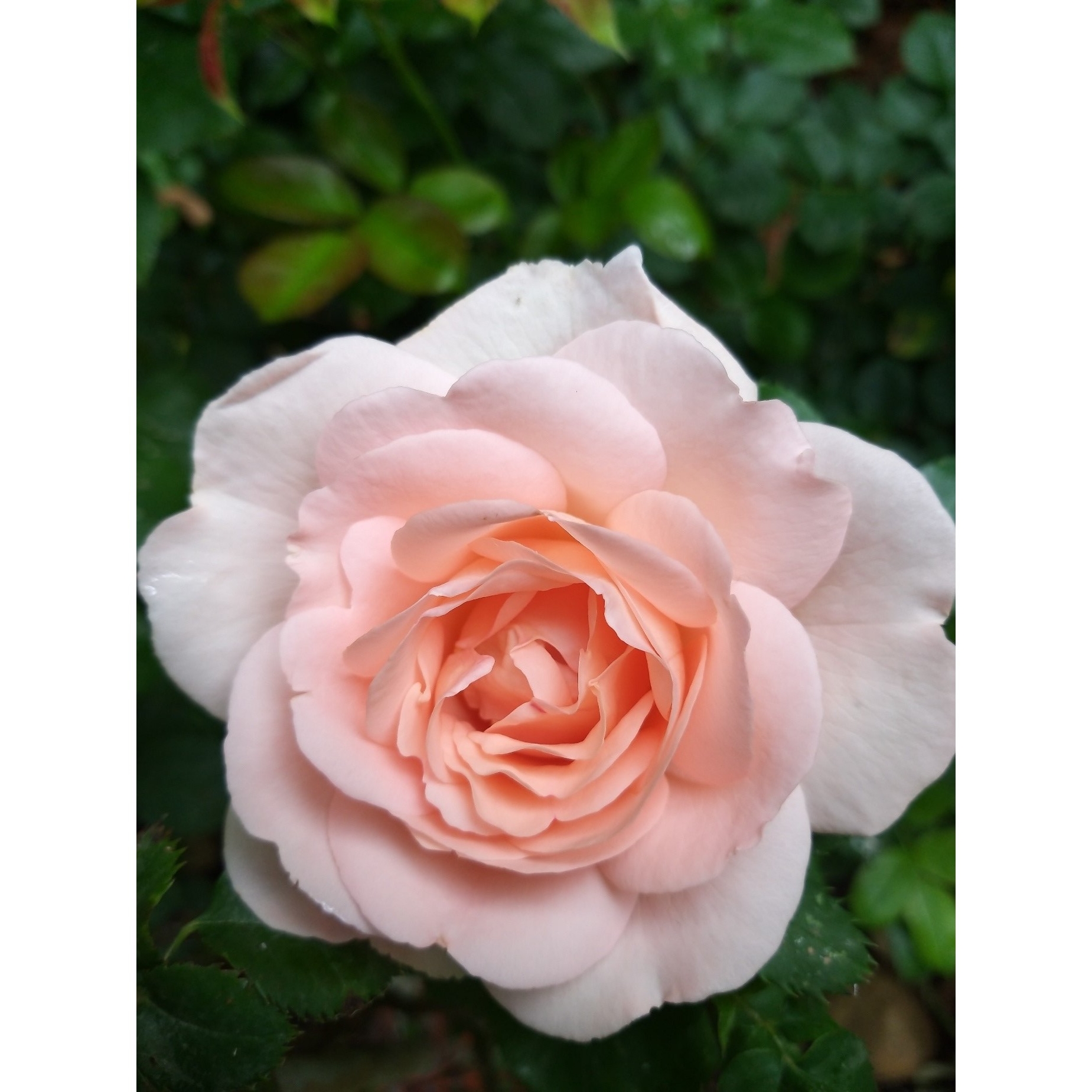Rosier clair renaissance - rosie grandes fleurs rose pâle, nuancé de ...