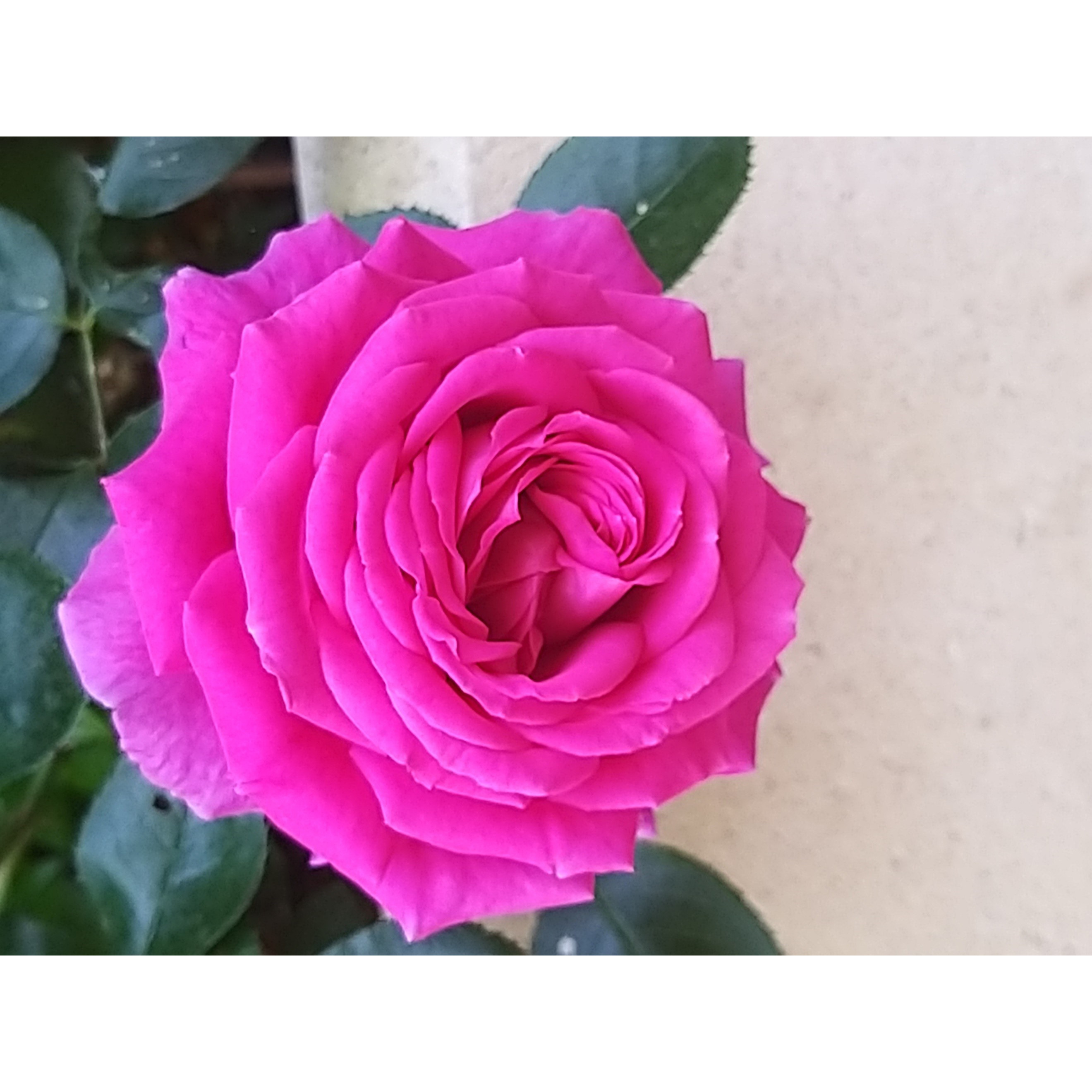 Rosa Claire Marshall Harunite - Rosier buisson à fleurs doubles rose ...