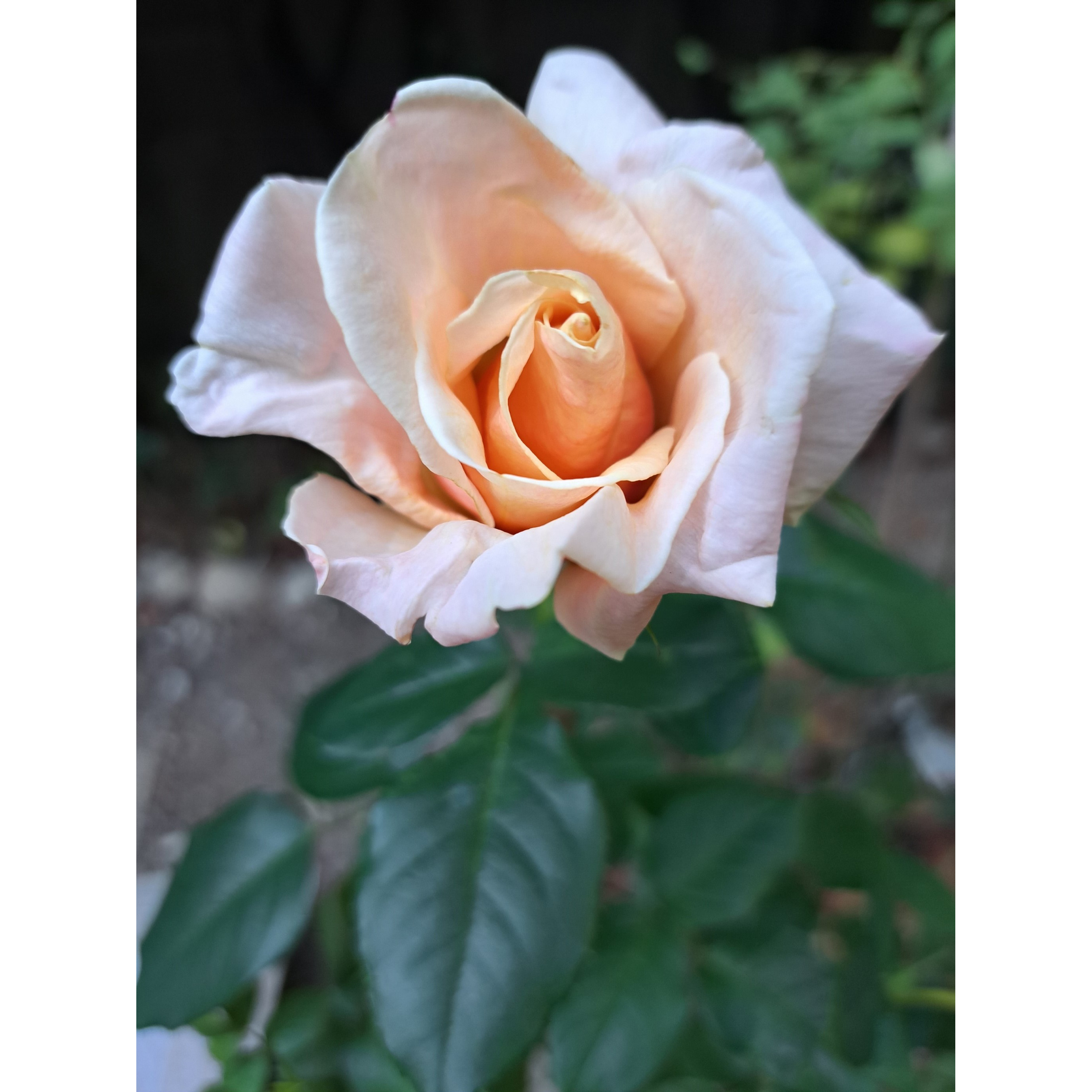 Rosa Paul Ricard Meinivoz - Rosier à grandes fleurs rose à jaune ambré ...