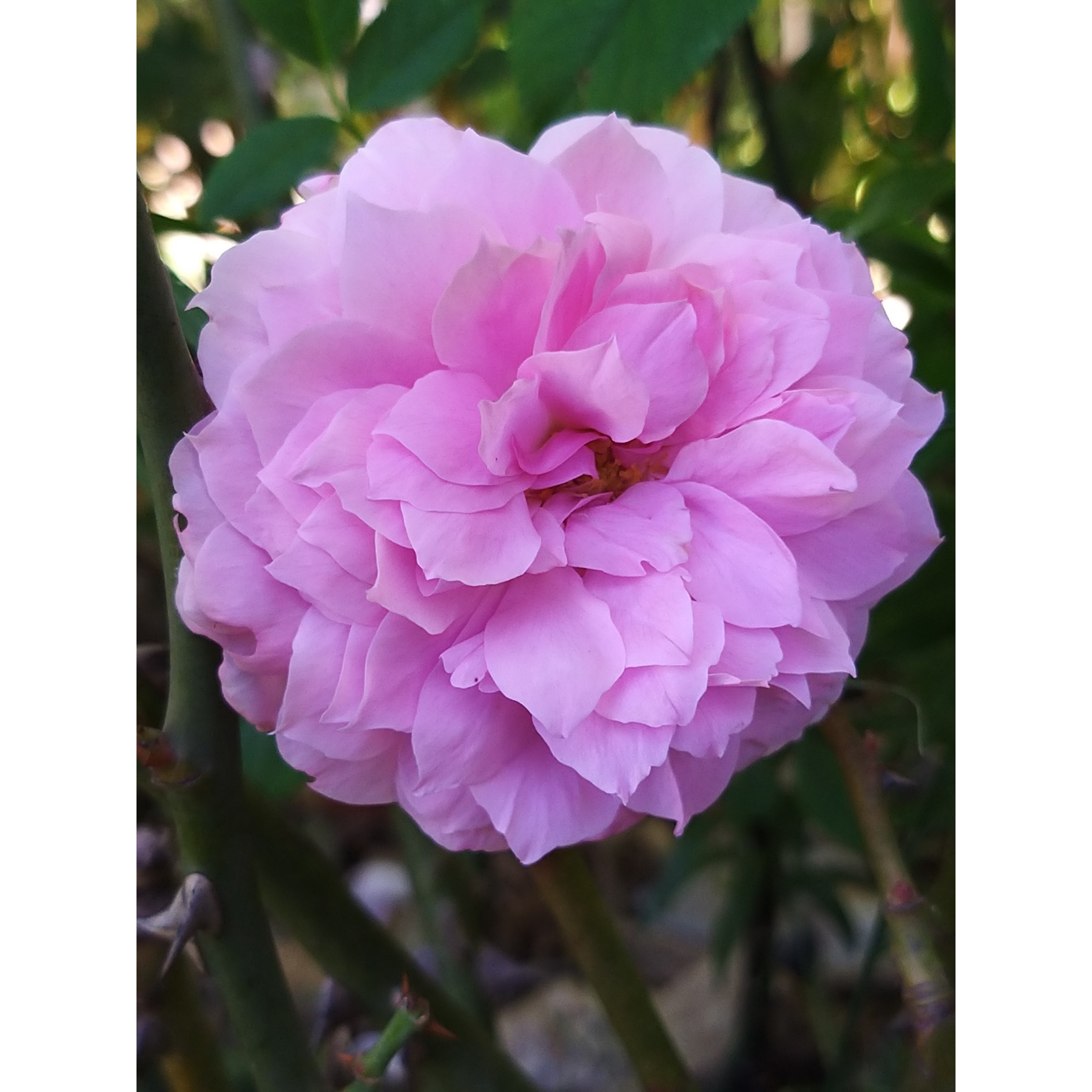 Rosa The Mayflower Austilly - Rosier Anglais David Austin, arbustif ...