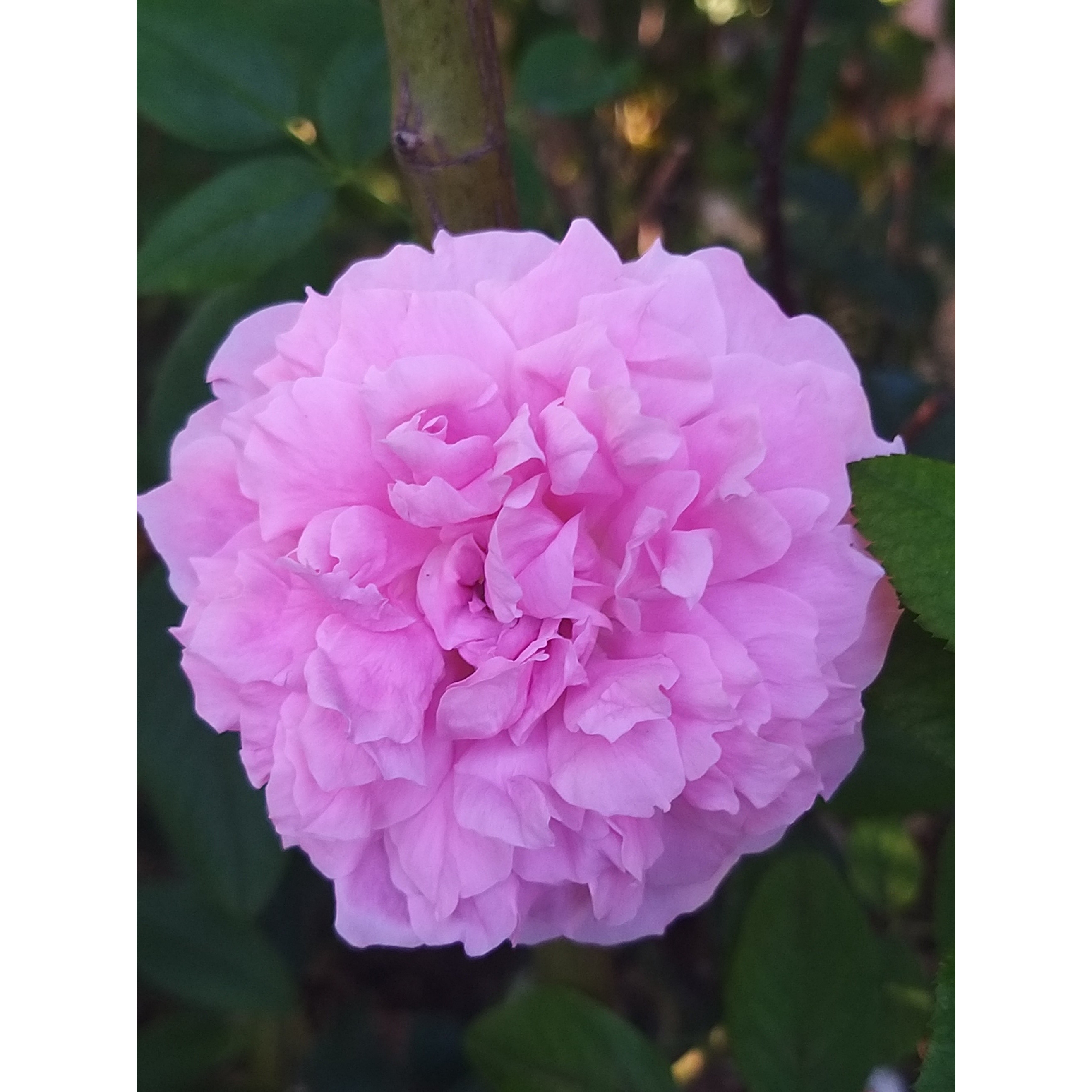 Rosa The Mayflower Austilly - Rosier Anglais David Austin, arbustif ...