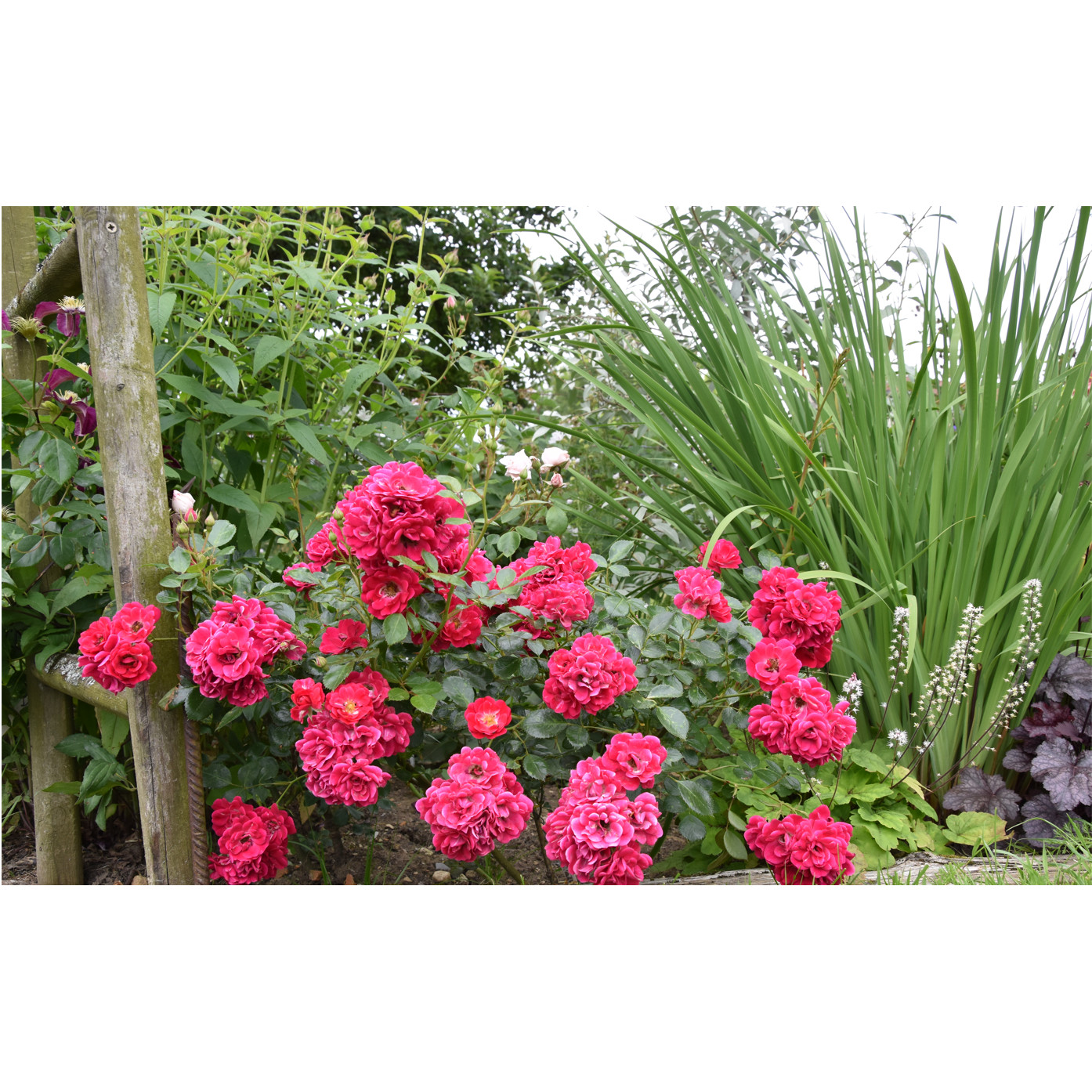 Rosier Couvre-sol Mirato® 'Tanotax', - Rosa (x) polyantha - Grand ...