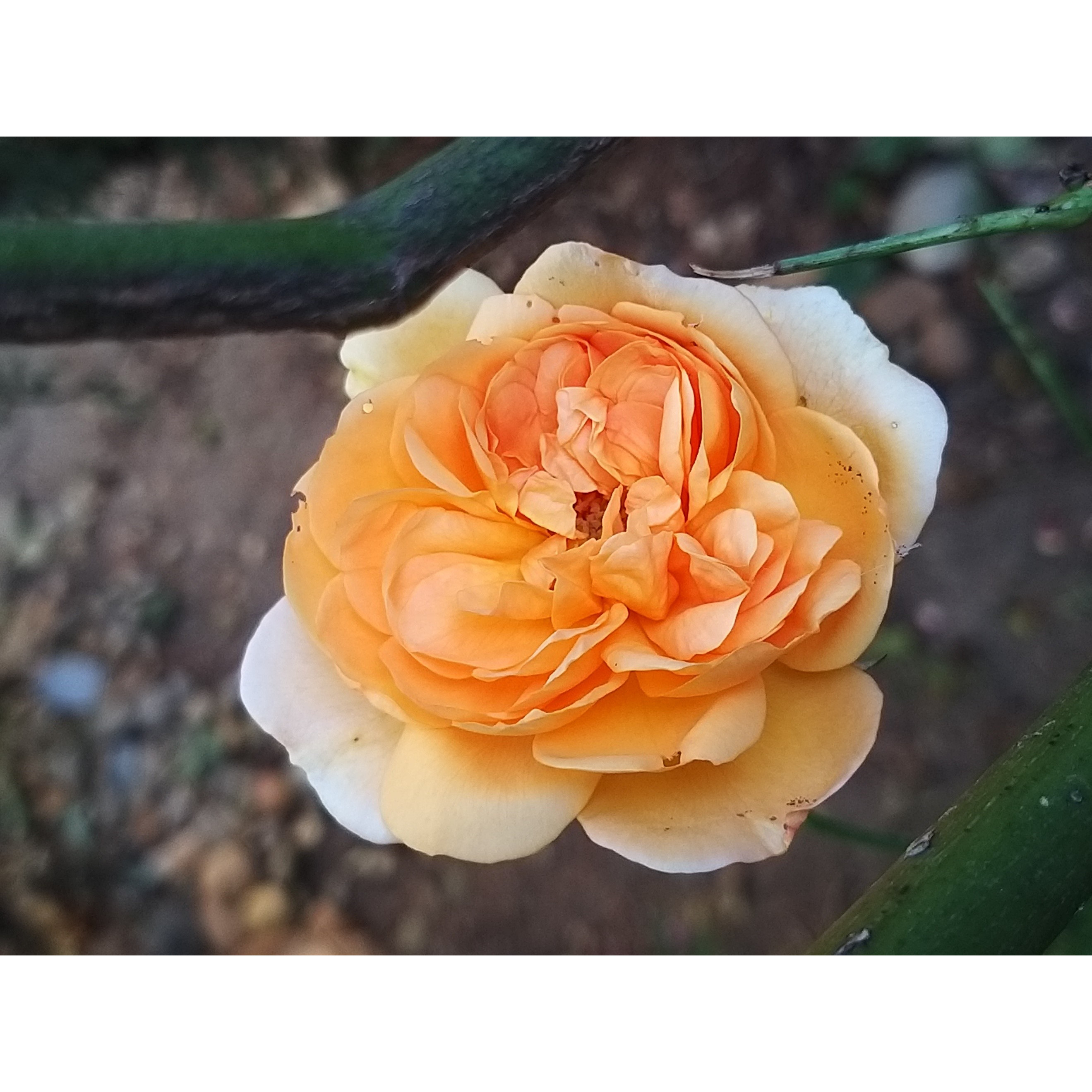 Rosa Dame Judi Dench Ausquaker - Rose anglaise David Austin à fleurs ...