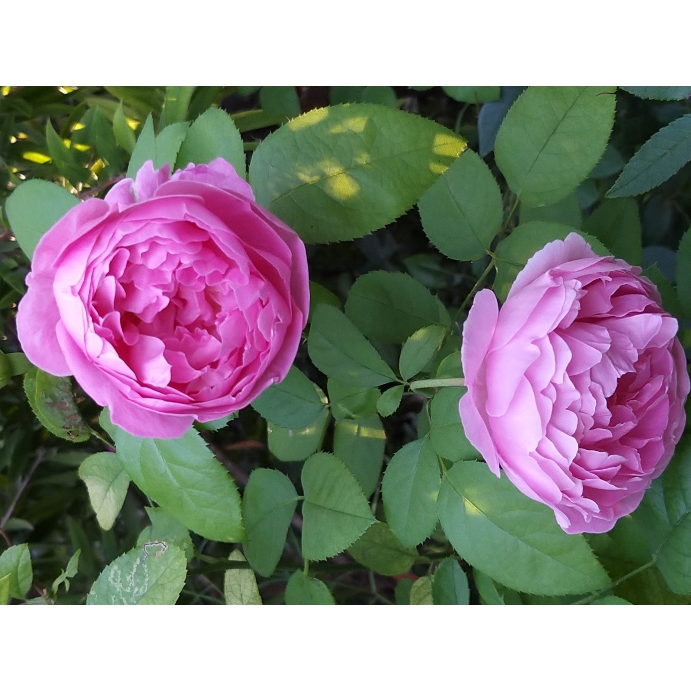 Rosa Mary Rose Ausmary - Rose anglaise David Austin aux fleurs rose pur ...