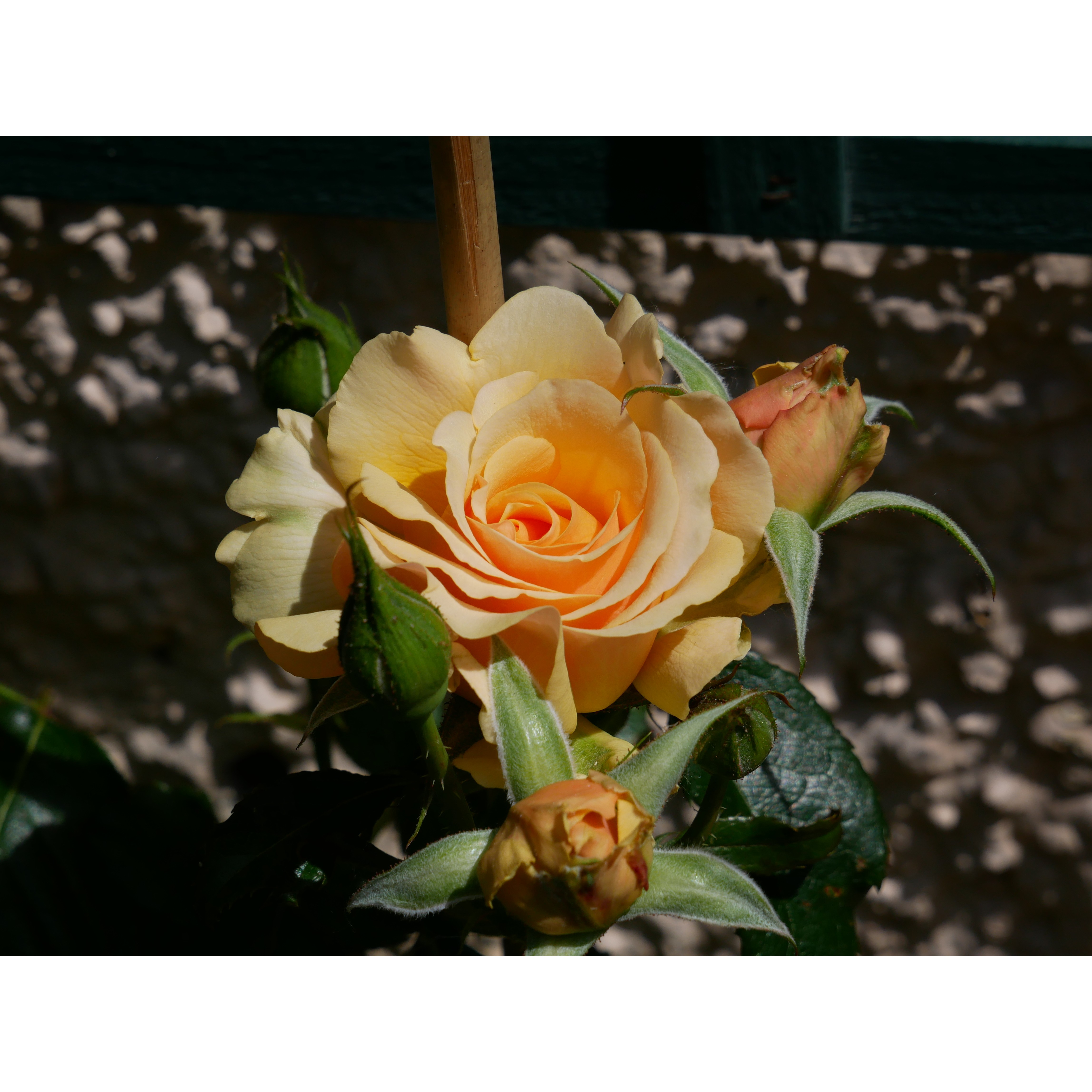 Rosa Crown Princess Margareta - Auswinter- Rose anglaise David Austin ...