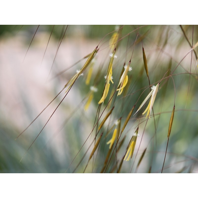 Stipa gigantea - Stipe géante - Graminée vivace