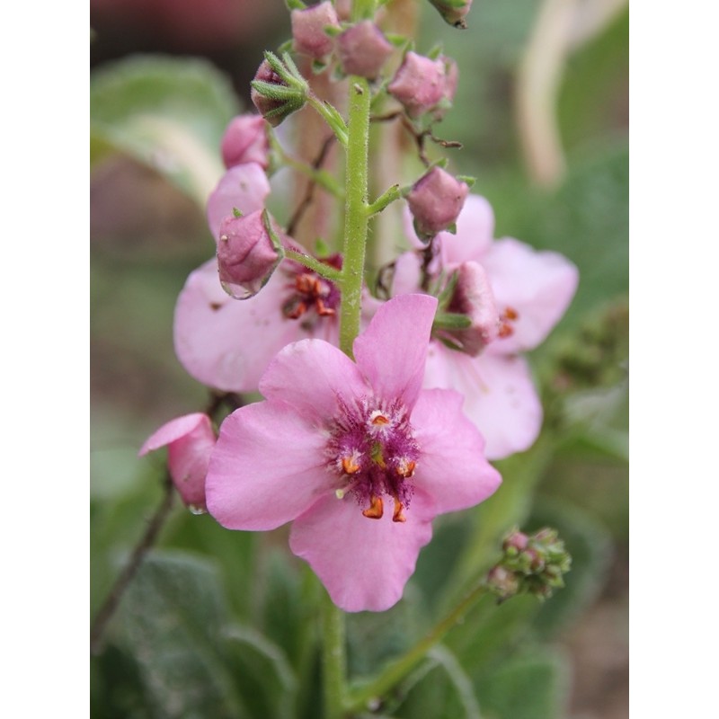 Verbascum Rosie - Molène - Une variété compacte à fleurs rose