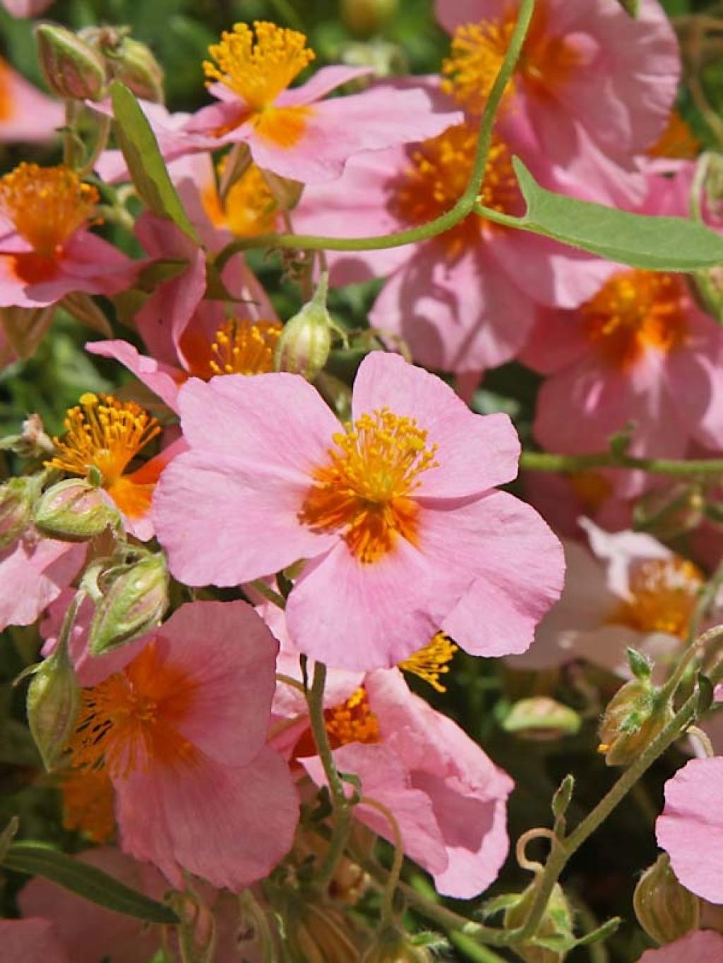Helianthemum Lawrenson's Pink - Hélianthème rose et jaune