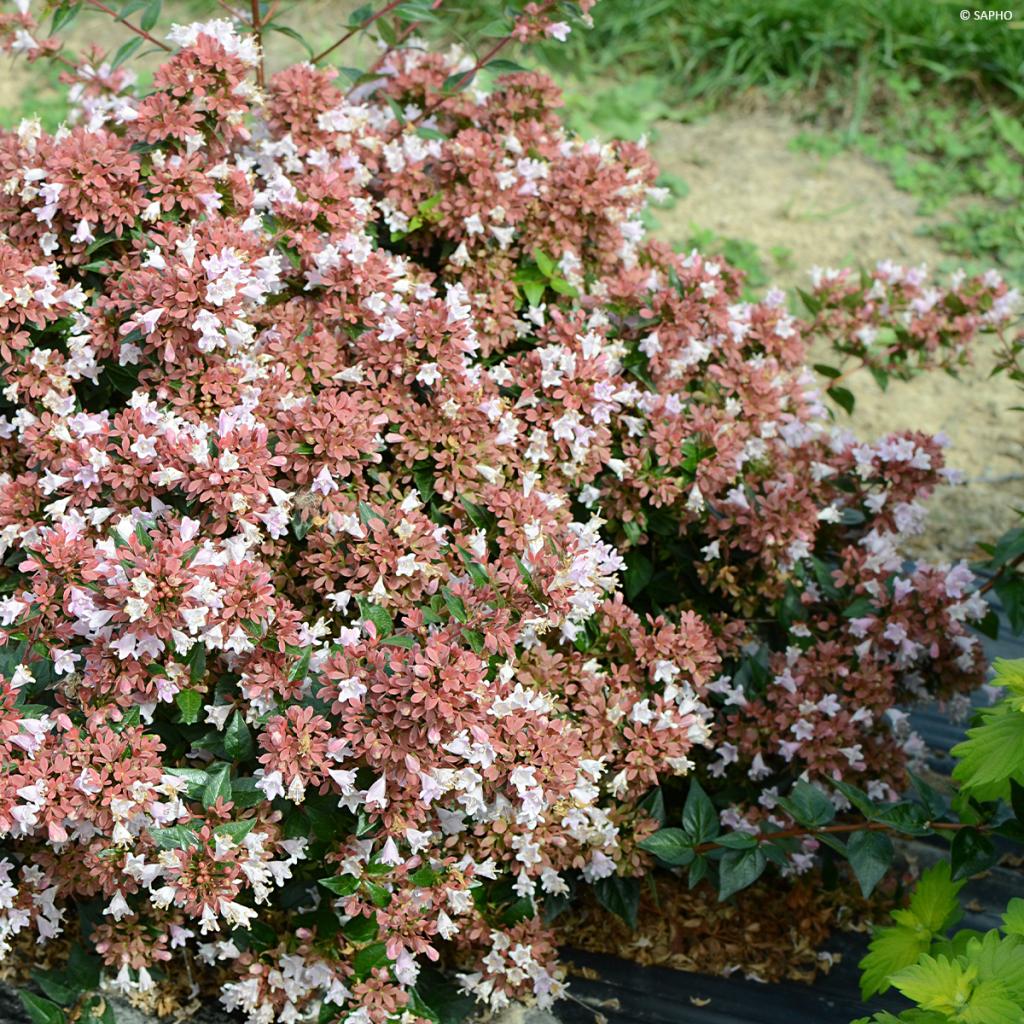 Abelia Raspberry Profusion - Abélia à floraison précoce et abondante ...