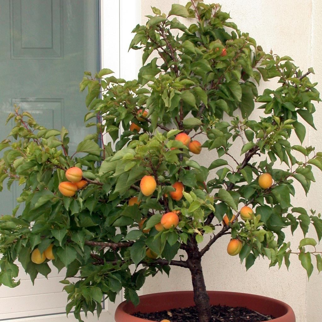 Abricotier nain Garden Aprigold® - Prunus armeniaca nain et autofertile