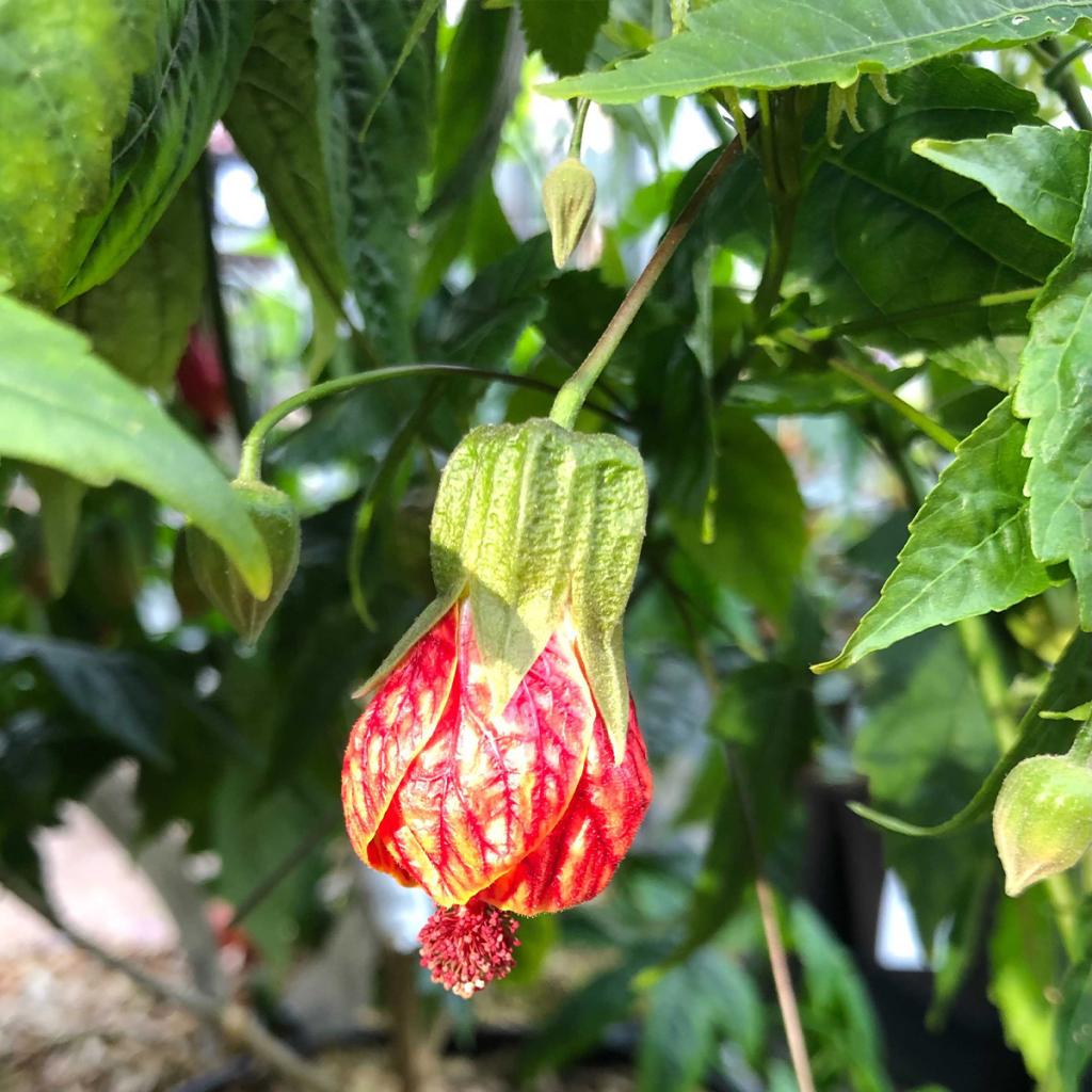 Abutilon striatum Redvein - Arbuste de climat doux aux fleurs striées ...