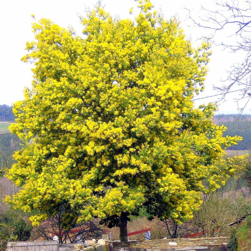 Mimosa d'hiver - Acacia dealbata - Arbuste persistant à floraison jaune