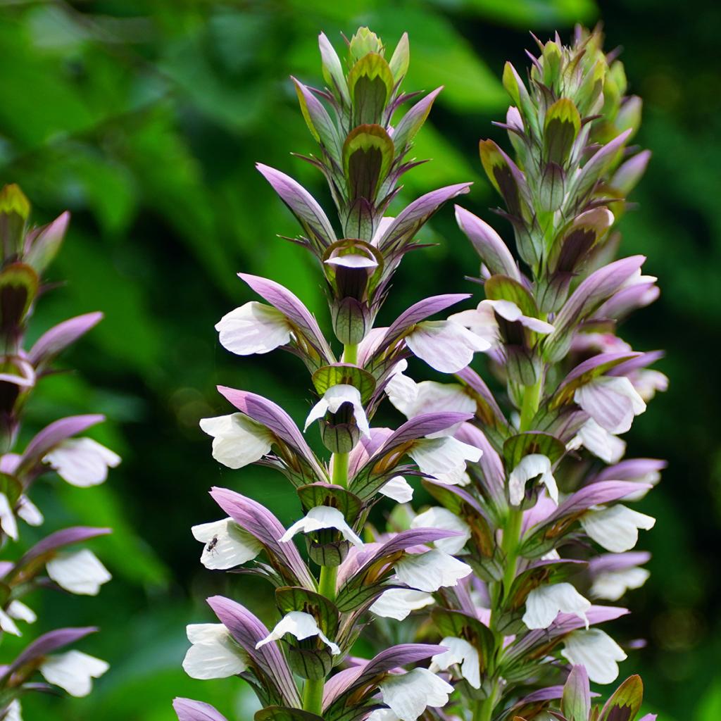 Acanthus Morning Candle - Acanthe hybride - Vivace - Floraison plus ...