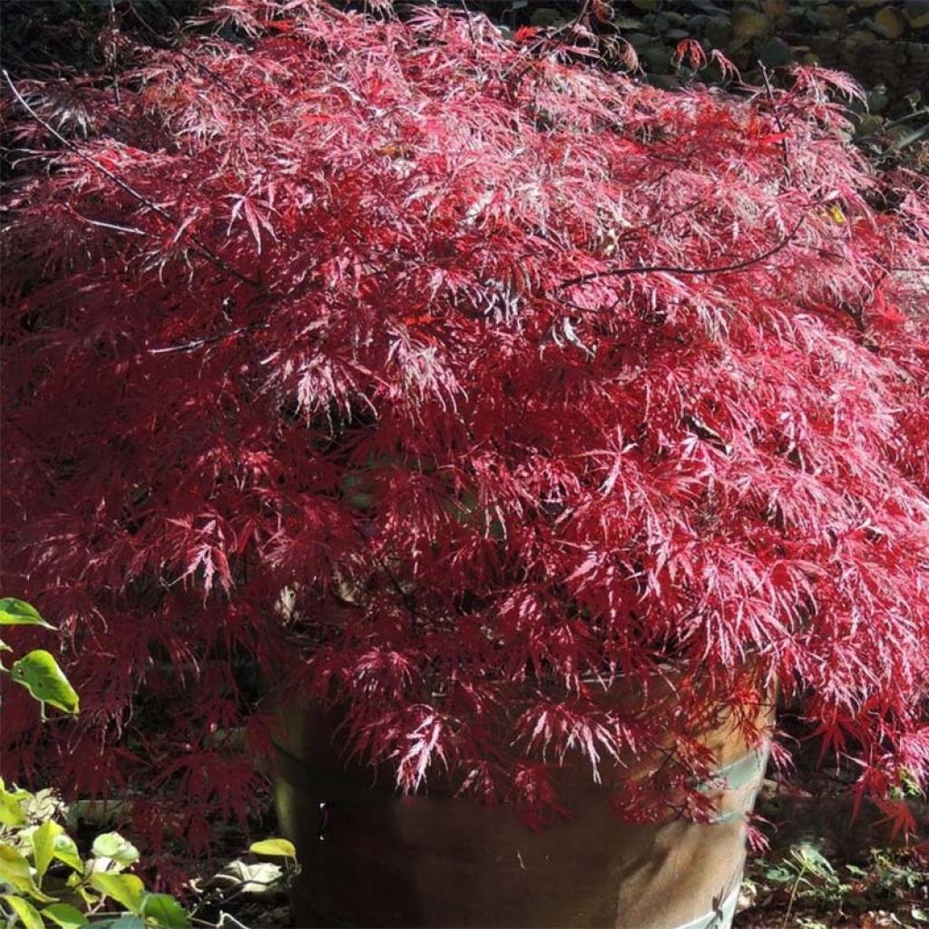 Acer palmatum Dissectum Firecracker - Erable du Japon compact et arrondi