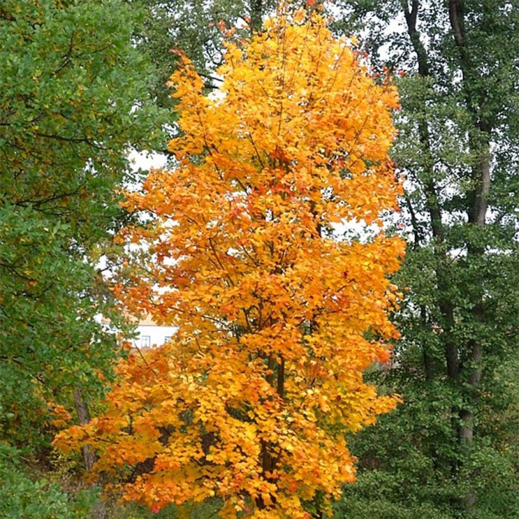 Acer platanoides Columnare - Érable plane à la croissance dense et ...