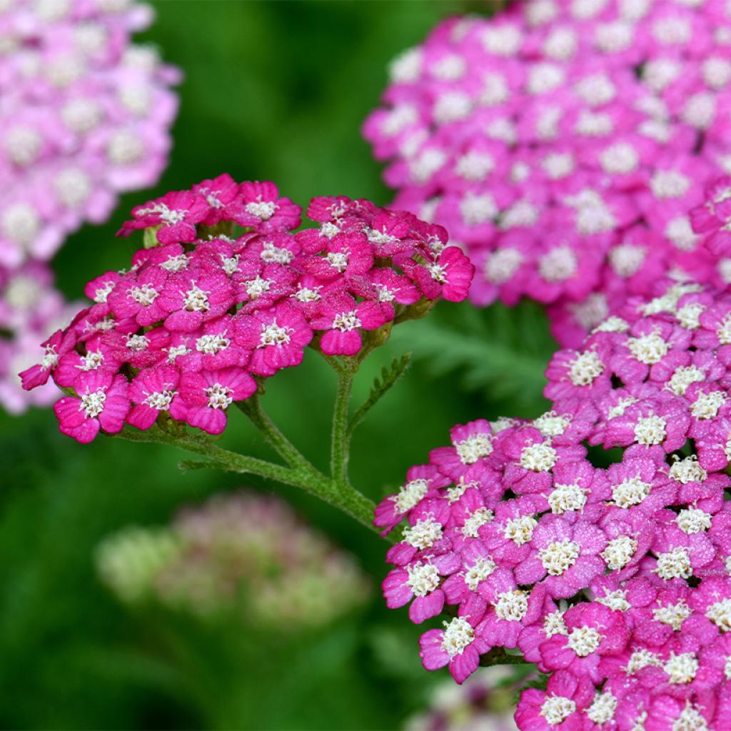 Achillea millefolium New Vintage Violet - Achillée vivace à fleurs rose-violet