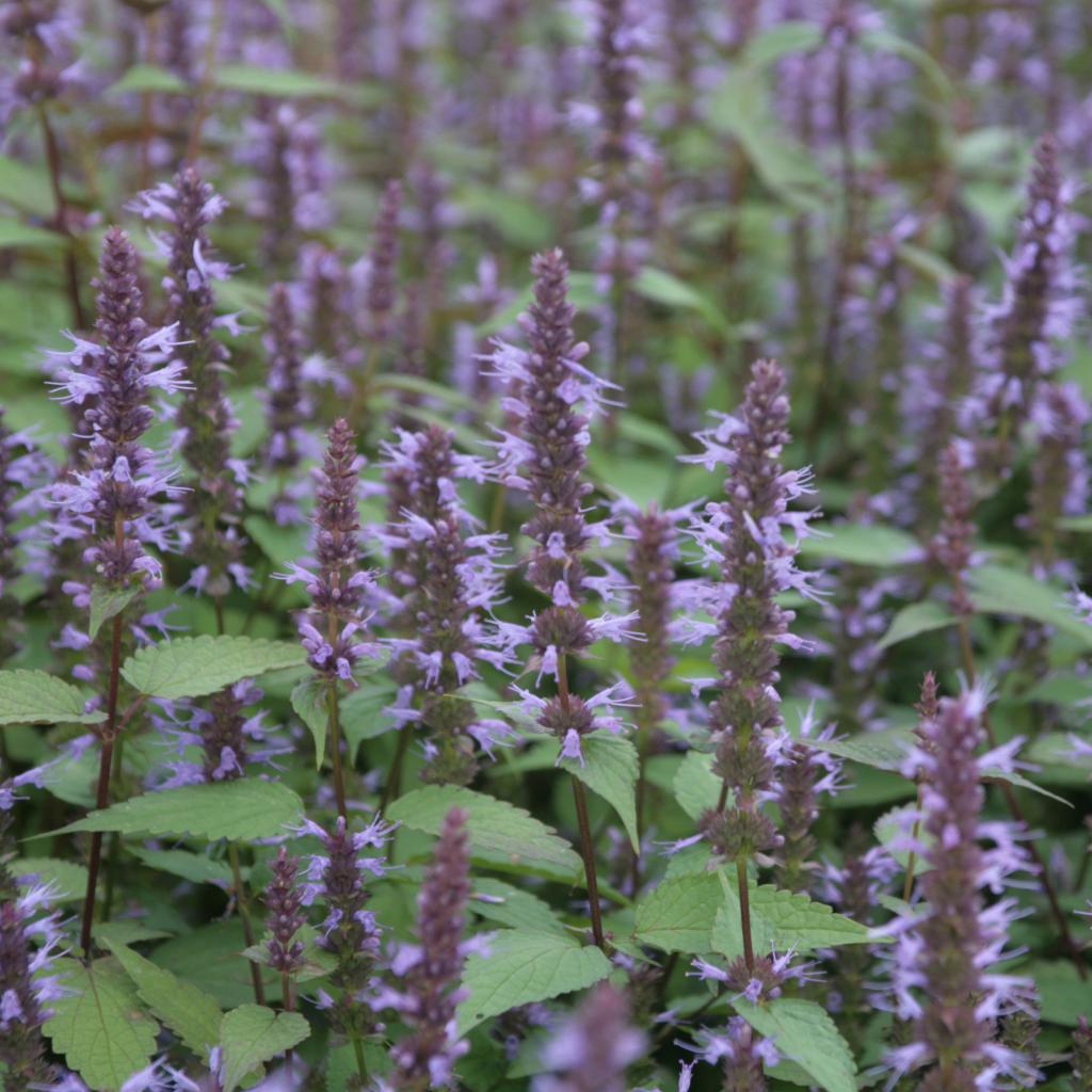 Agastache rugosa After Eight – Epis violets et feuilles menthe chocolat