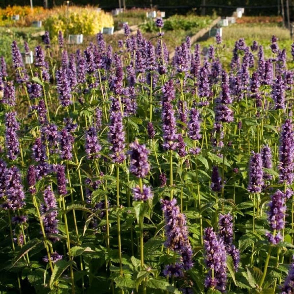 Agastache Black Adder – Fleurs bleu électrique sur tiges noires