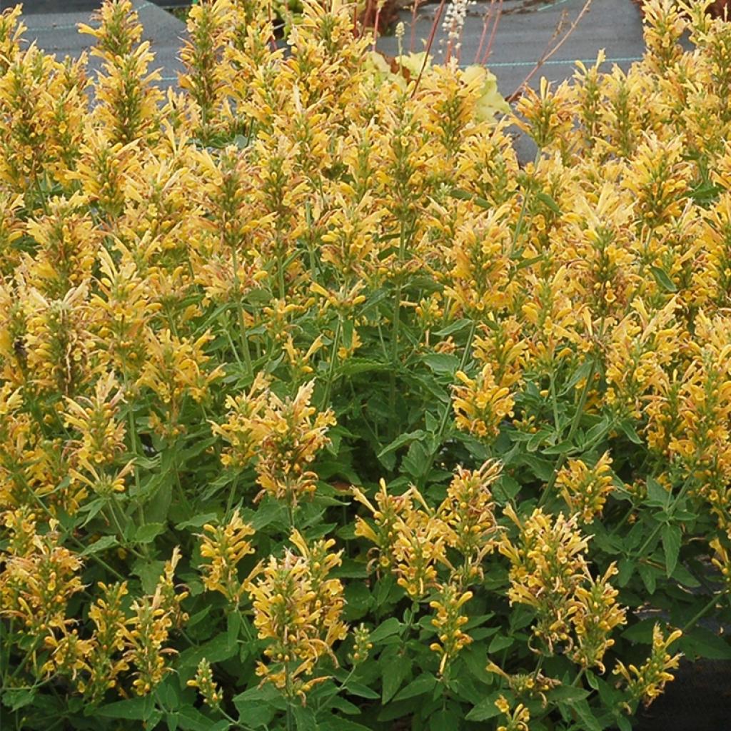 Agastache Poquito Butter Yellow - Variété très compacte aux épis de ...