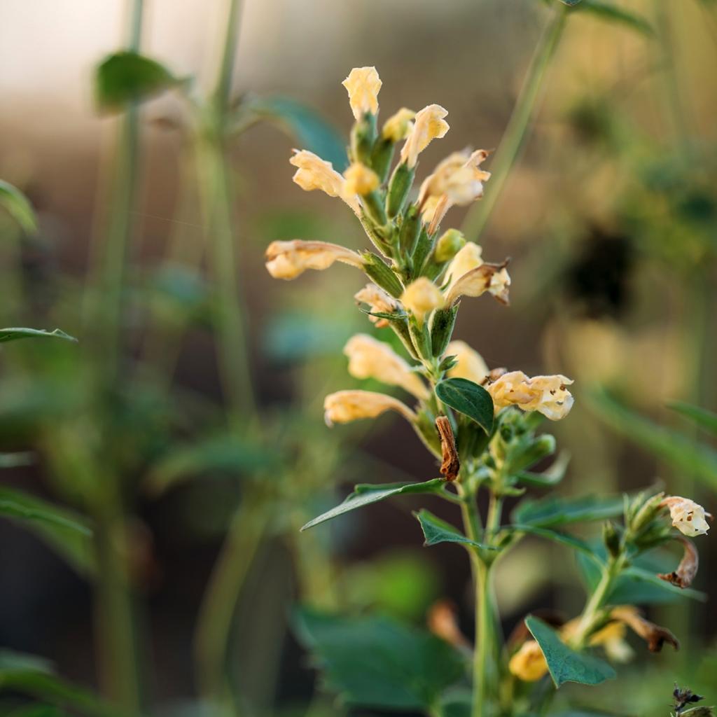 Agastache Sunny Sparks Yellow - Vivace à fleurs jaunes