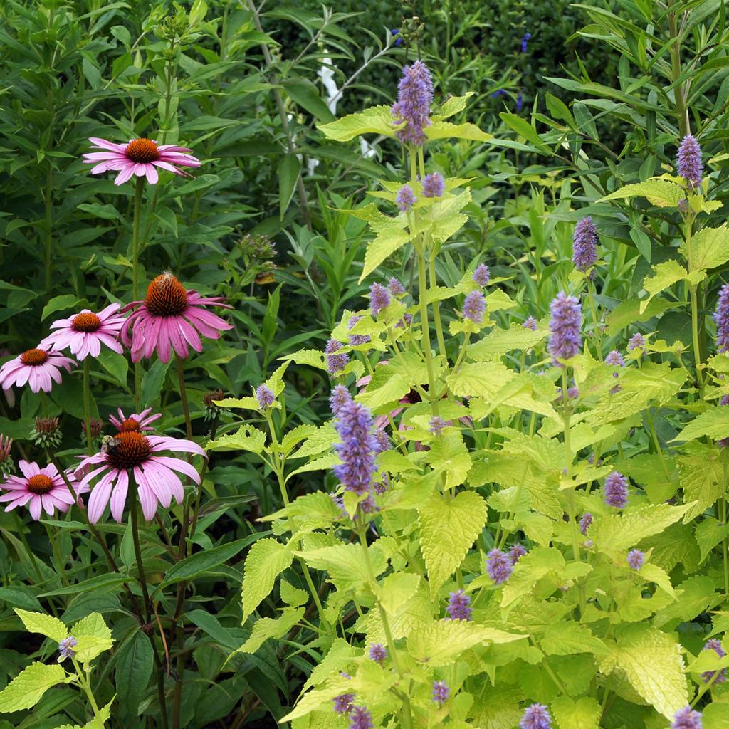 Agastache foeniculum Golden Jubilee - Agastache fenouil - Vivace ou ...