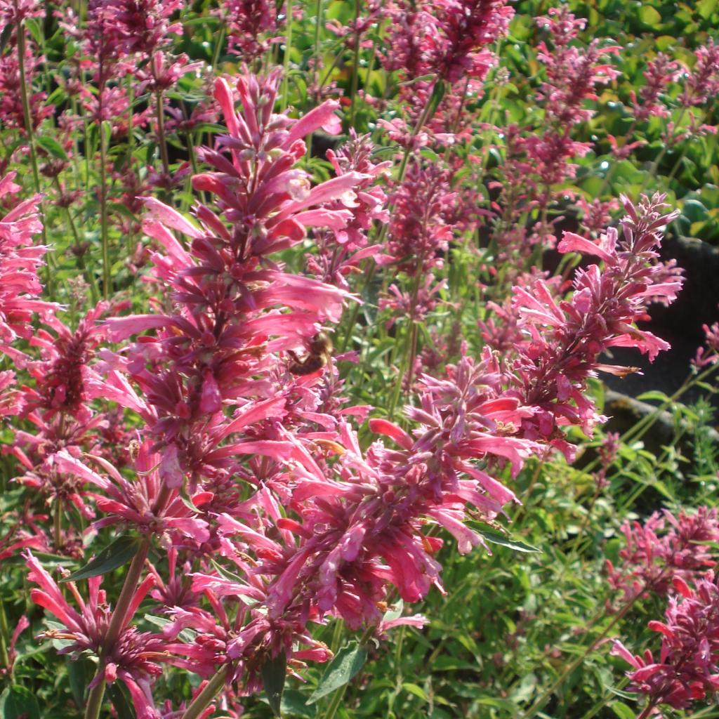 Agastache mexicana Red Fortune - Variété à fleurs rouge pourpré et ...