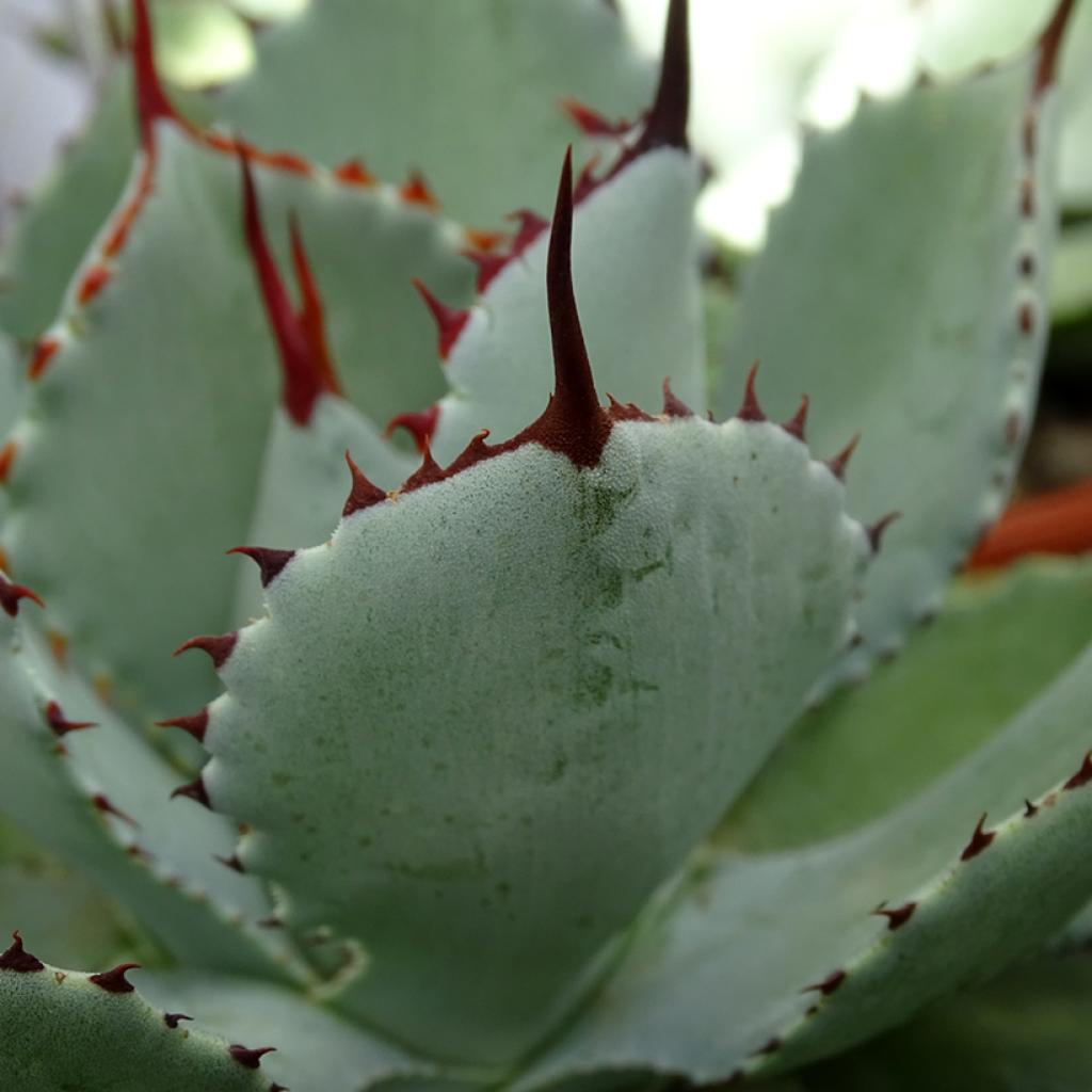 Agave Kikijokan - Agave rustique à -12°C, compacte, en rosette ronde et ...