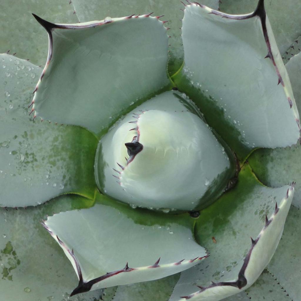 Agave Kikijokan - Agave rustique à -12°C, compacte, en rosette ronde et ...