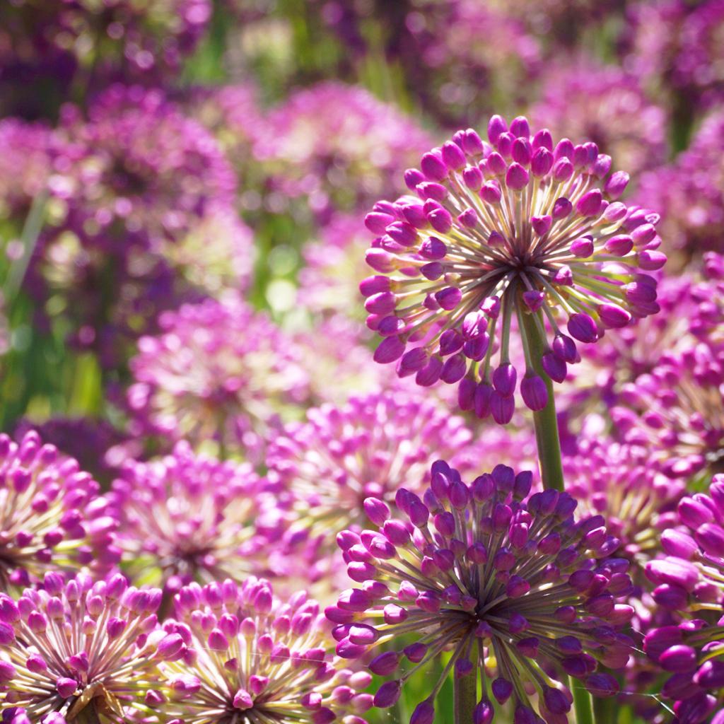 Allium Lavender Bubbles - Ail d'ornement à fleurs en boules violacées ...
