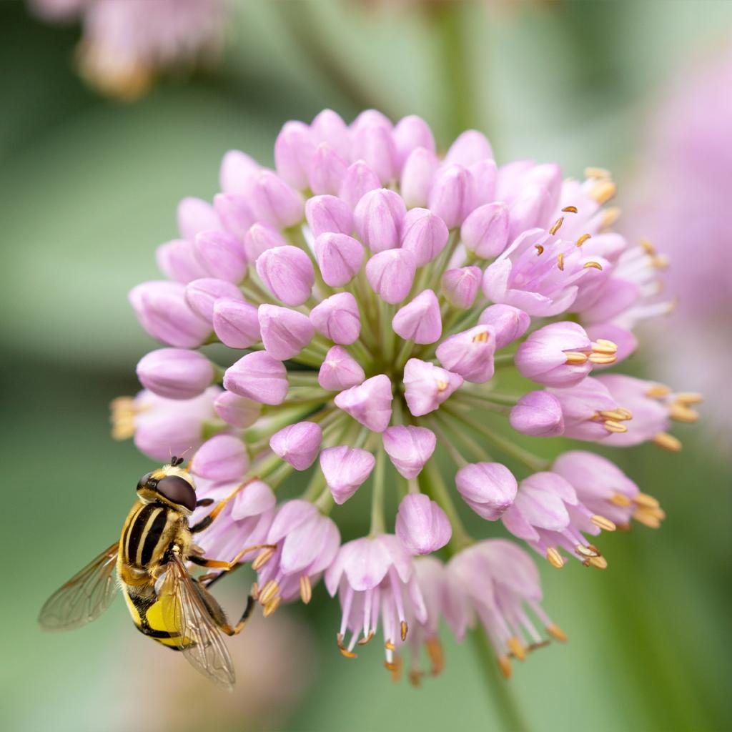 Allium senescens Lisa Green - Ail d'ornement à petites fleurs mauves