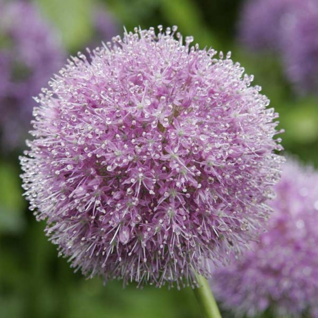 Allium macleanii - Ail d'ornement à belles fleurs en boule mauve foncé