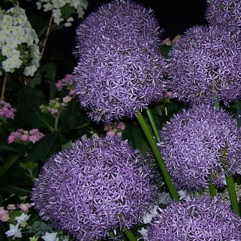 Allium Mars - Ail d'ornement à fleurs lilas qui tiennent longtemps