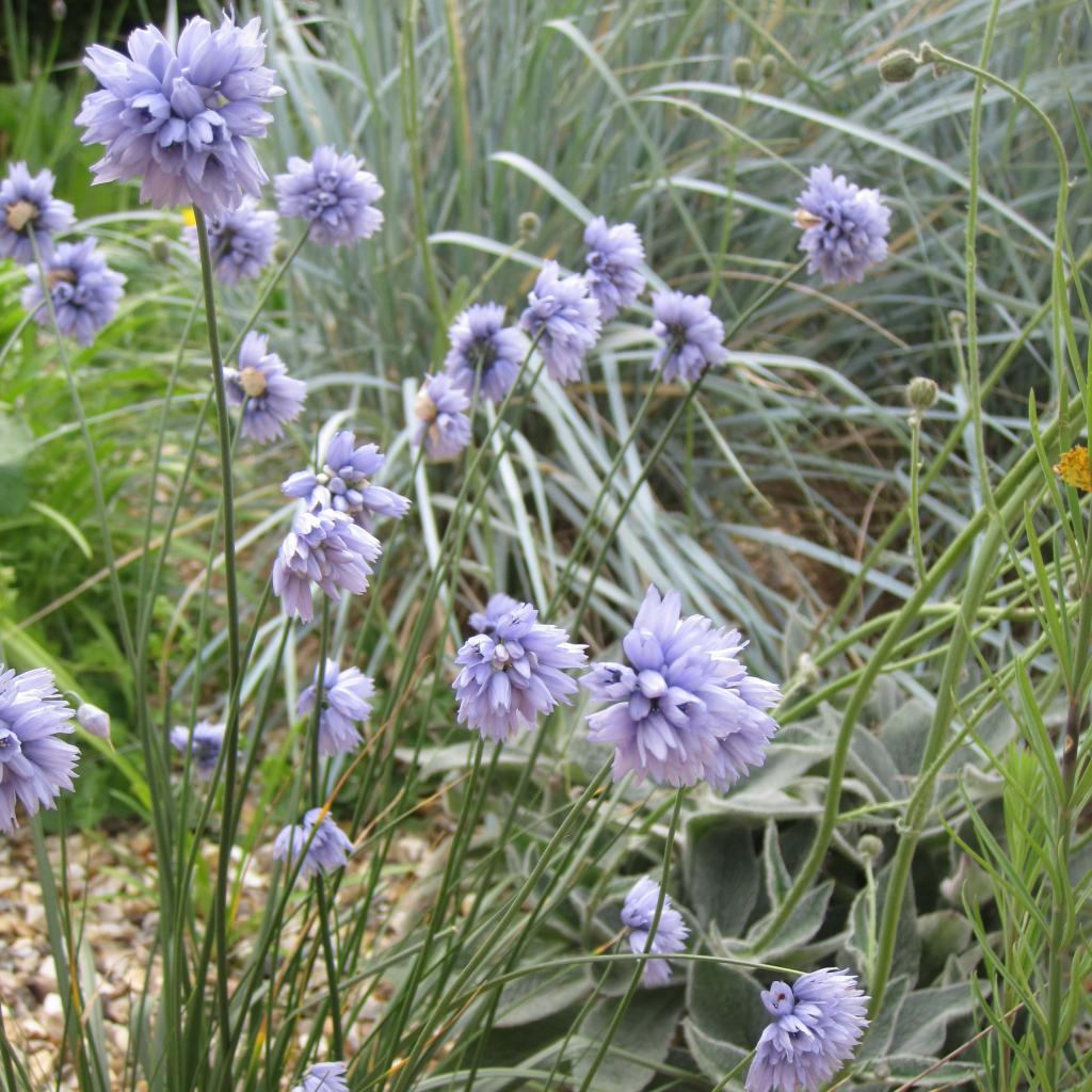 Allium cyaneum ou sikkimense - Ail d'ornement népalais bleu cobalt