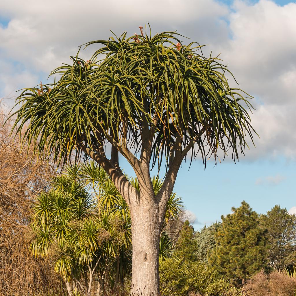 Aloe barberae - Aloe bainesii - Aloidendron barberae - Aloes en arbre ...