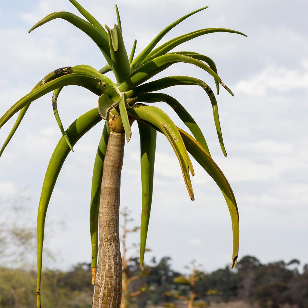 Aloe barberae - Aloe bainesii - Aloidendron barberae - Aloes en arbre ...