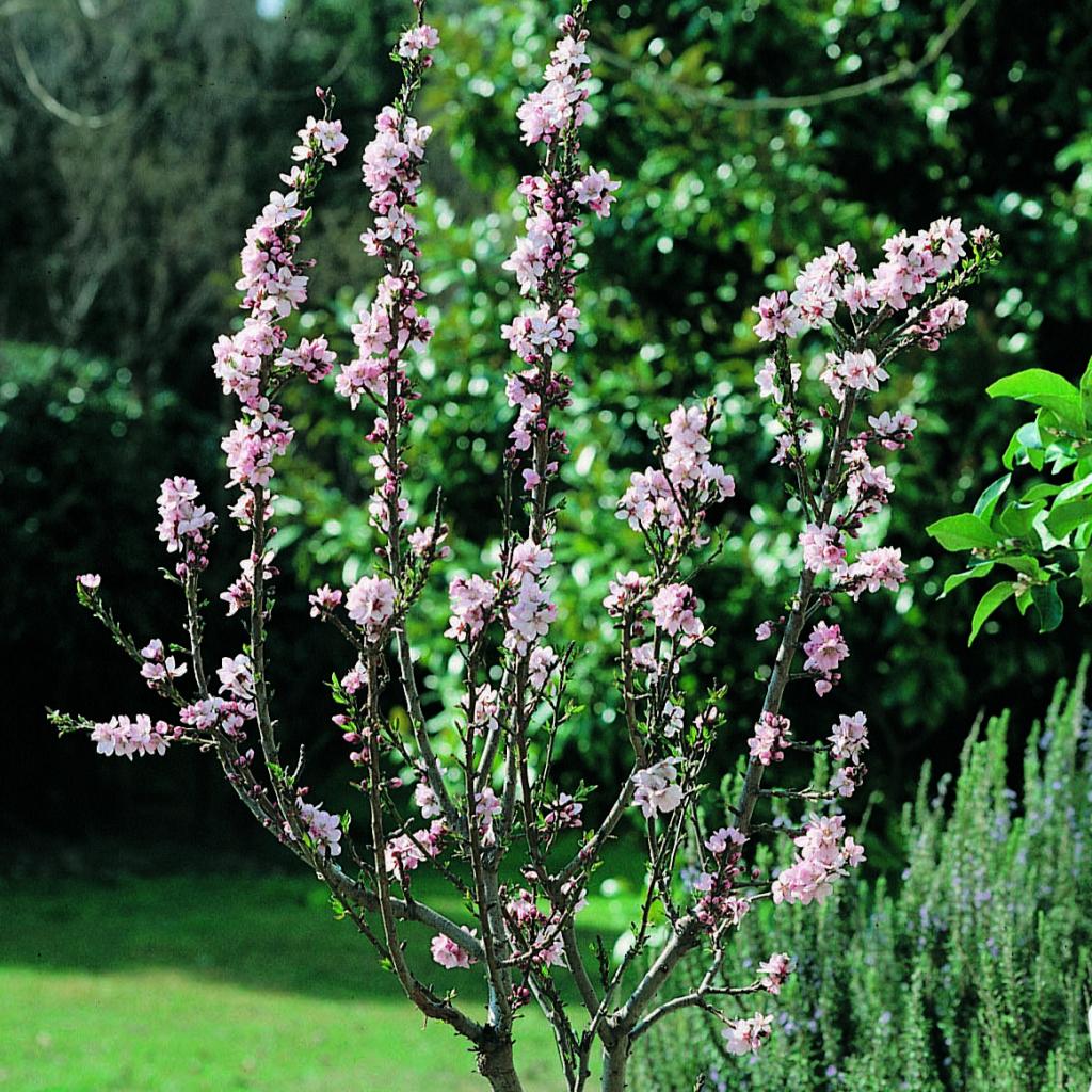 Amandier nain Garden Prince® - Prunus dulcis - Prunus amygdalus