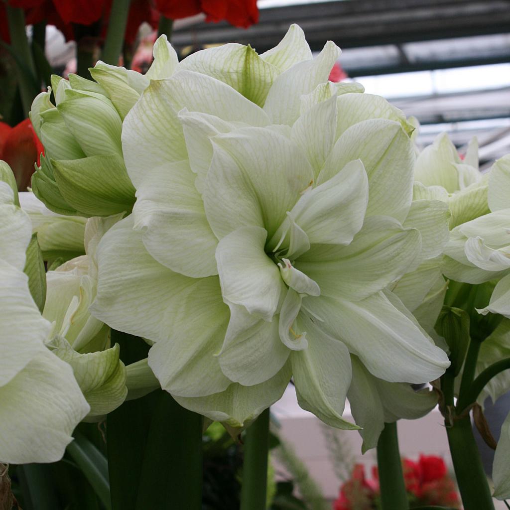 Amaryllis Marilyn – Hippeastrum – Plante bulbeuse aux grandes fleurs doubles blanches ...