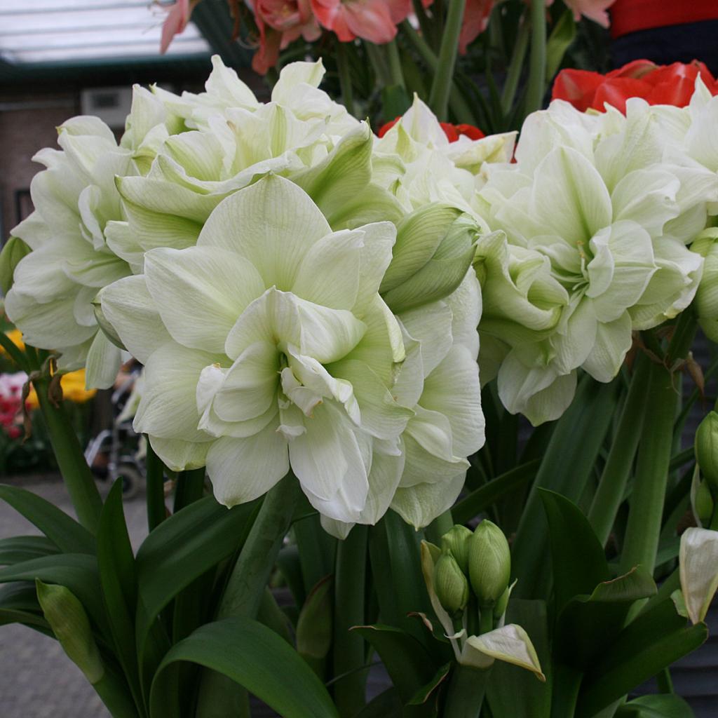 Amaryllis Marilyn – Hippeastrum – Plante bulbeuse aux grandes fleurs doubles blanches ...